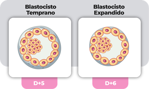 Embryo Development Stages in the IVF Laboratory - OvobankUS